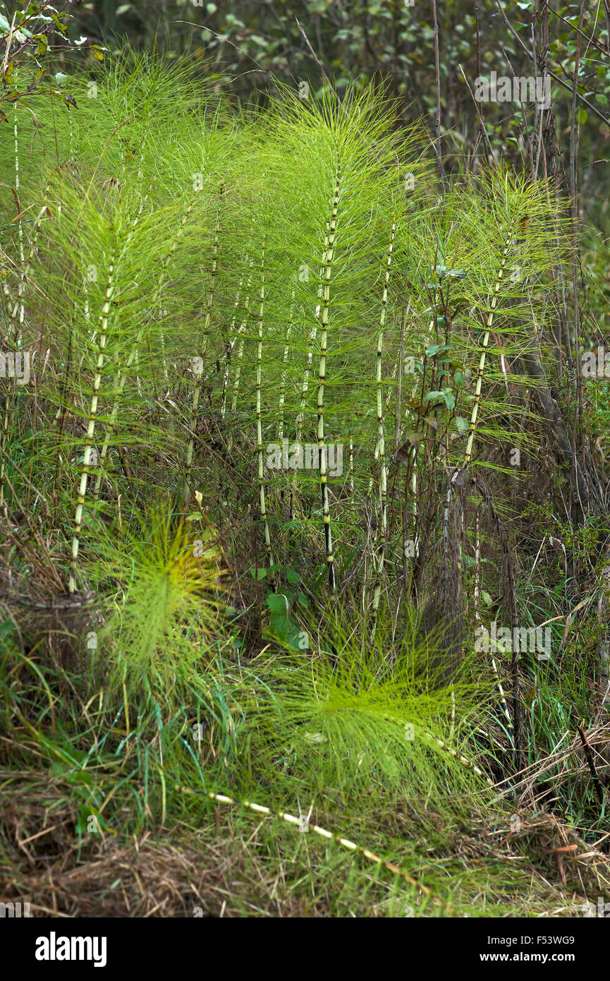 Grande prêle ou le Prêle (Equisetum telmateia), Leutenbach, Haute ...