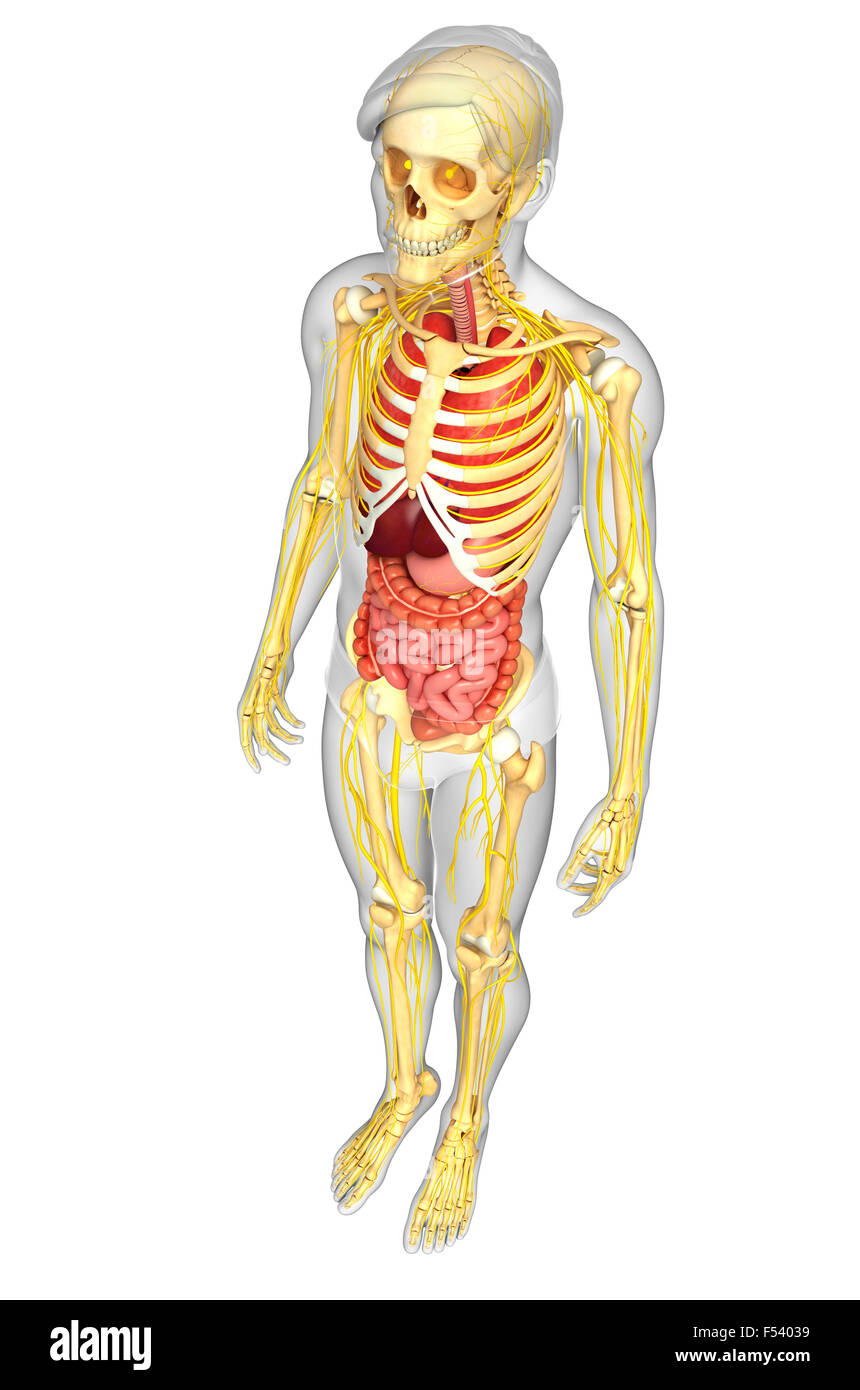 Illustration de l'homme squelette avec l'oeuvre du système nerveux et ...