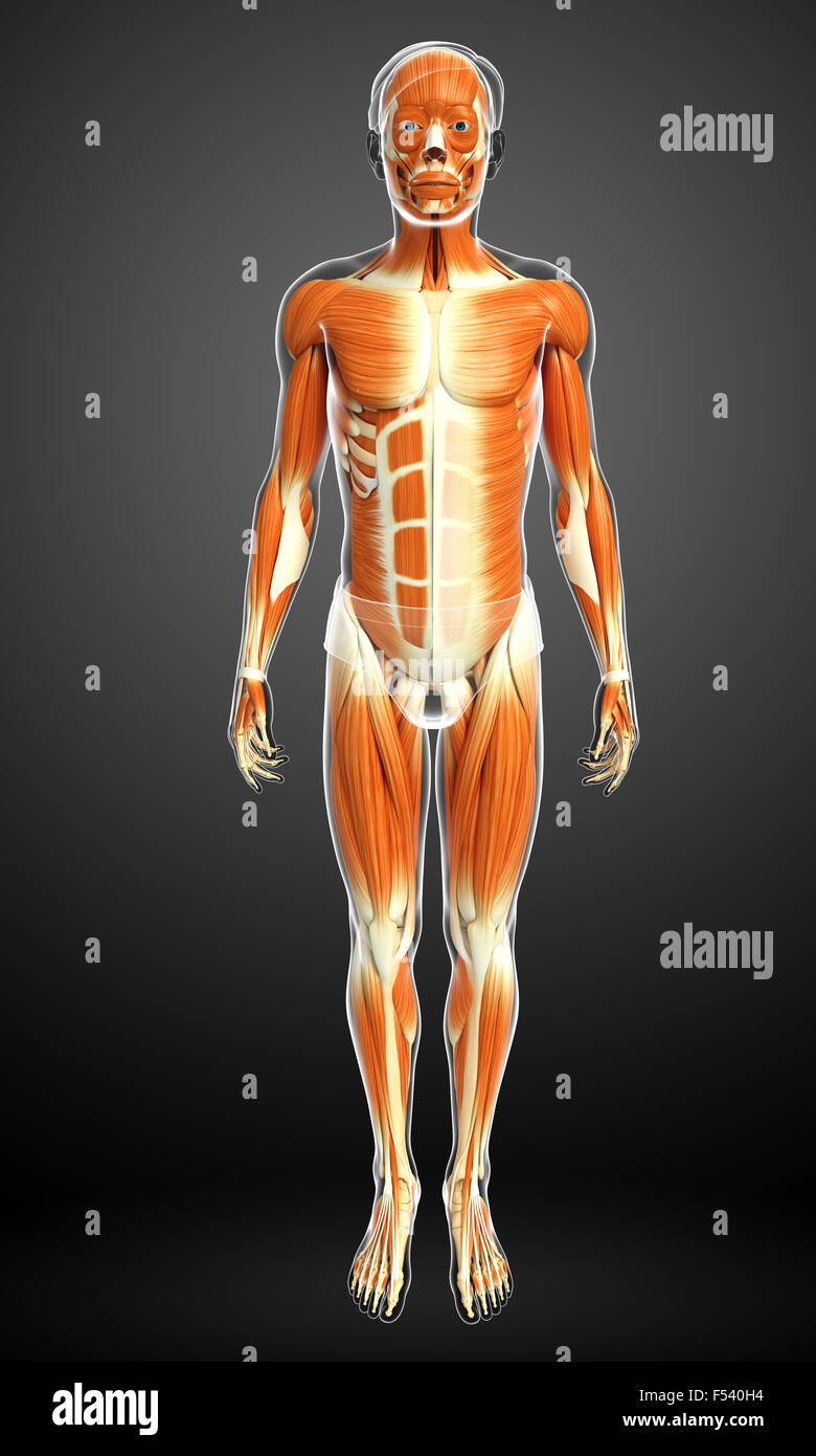 Rendu 3d illustration de l'anatomie du corps humain Photo Stock - Alamy