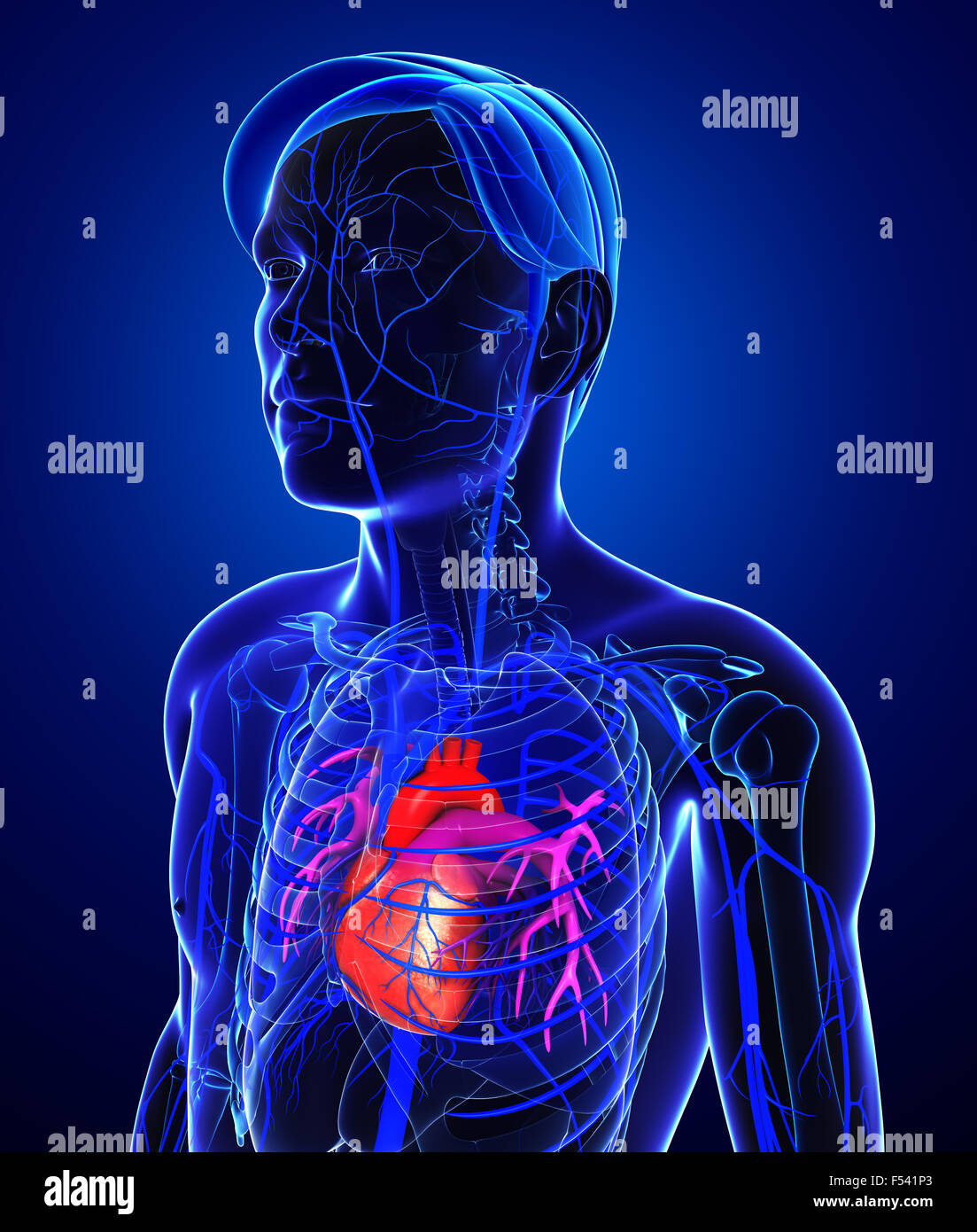 Rendu 3d illustration de l'anatomie du corps humain Photo Stock - Alamy