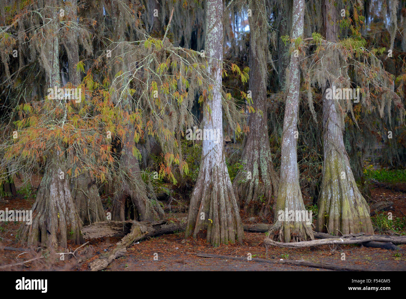 Cypress lake Banque de photographies et d’images à haute résolution - Alamy