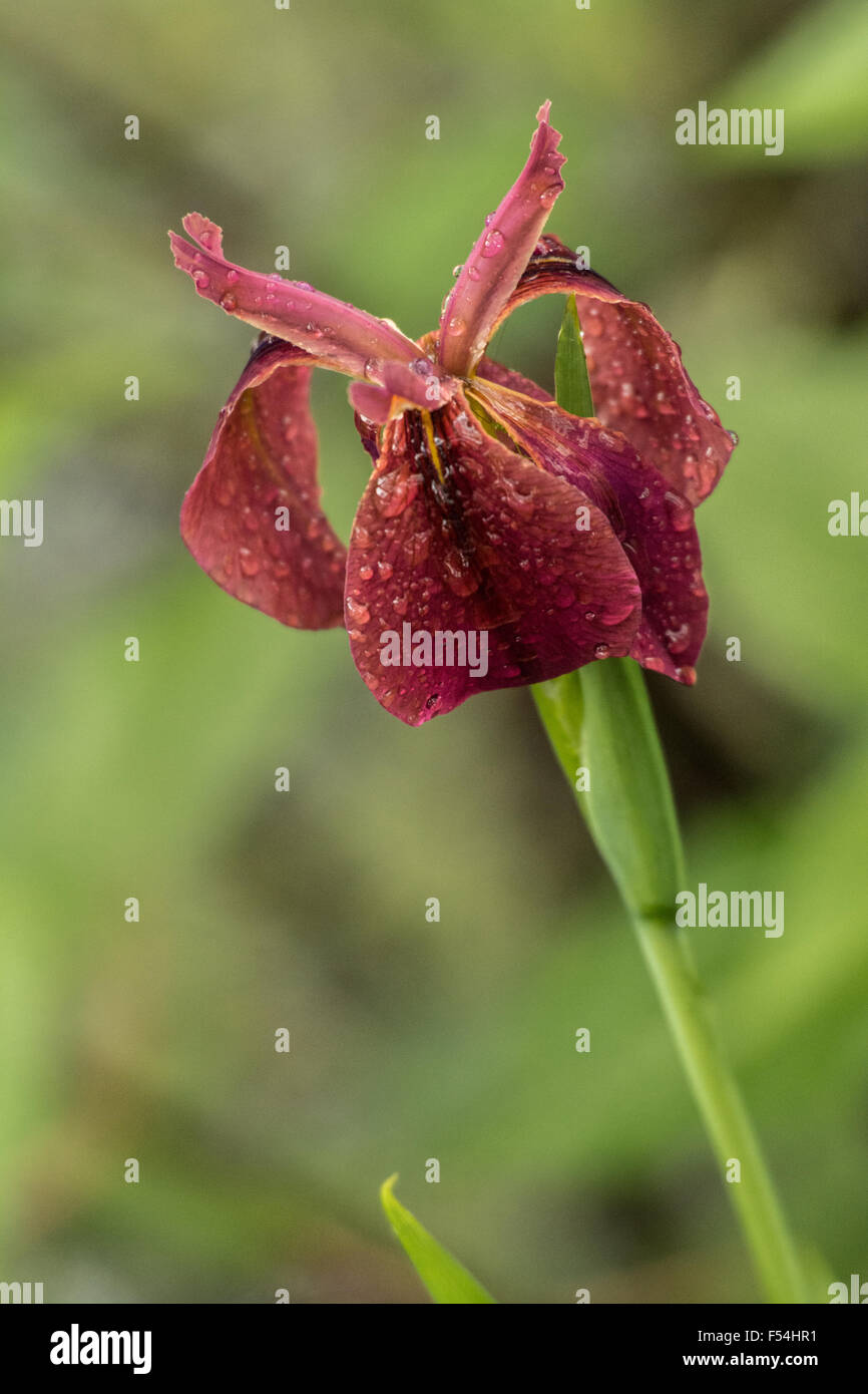 Iris rouge Banque de photographies et d’images à haute résolution - Alamy