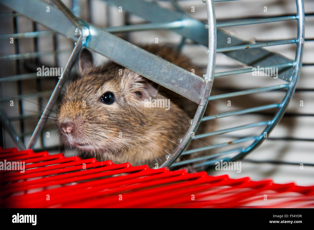 Degu Ou Octodon Degus De Rat Chilien Banque d'image et photos - Alamy