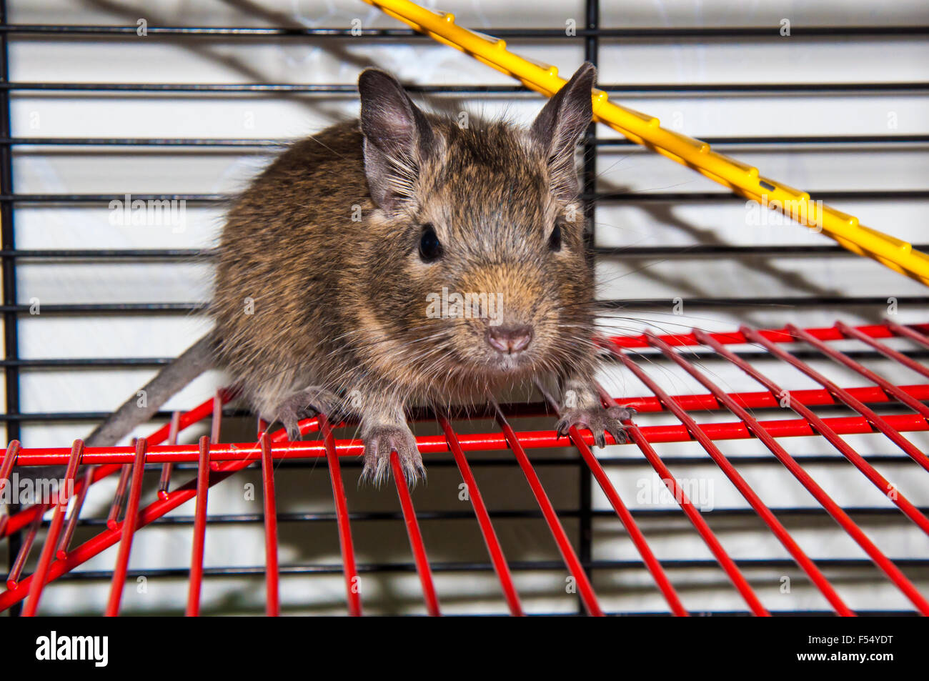 Degu Ou Octodon Degus De Rat Chilien Banque d'image et photos - Alamy