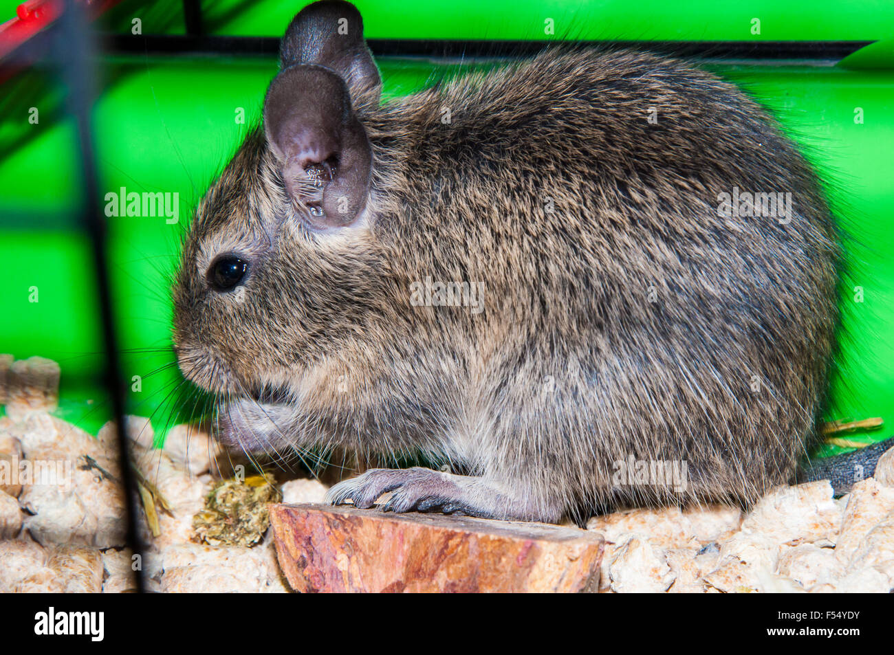 Degu ou octodon degus de rat chilien Banque de photographies et d ...