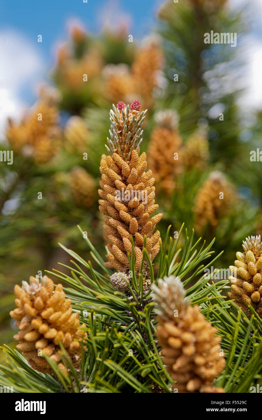 Aiguille de pin maritime Banque de photographies et d’images à haute ...