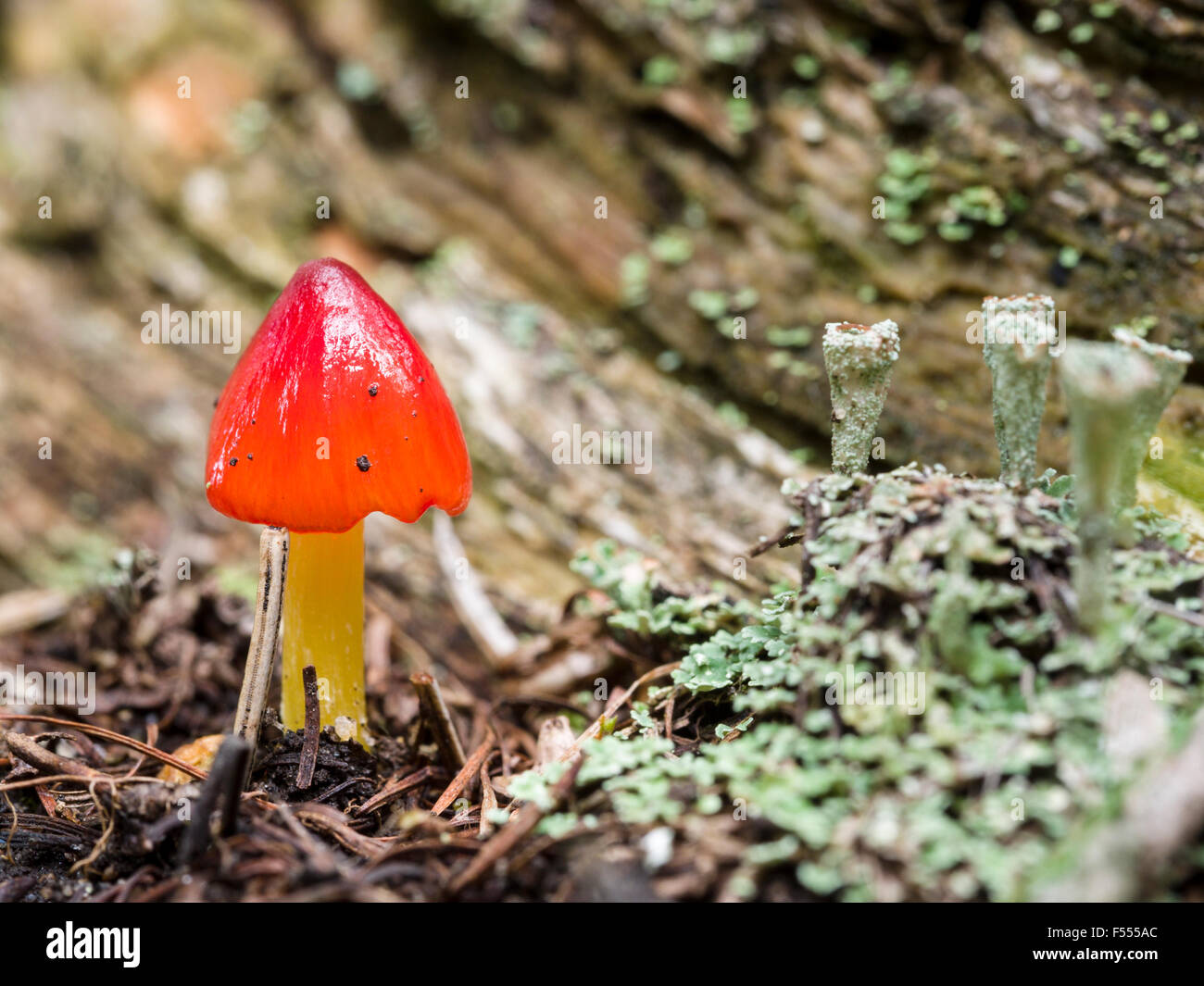 Champignon cireux Banque de photographies et d’images à haute ...
