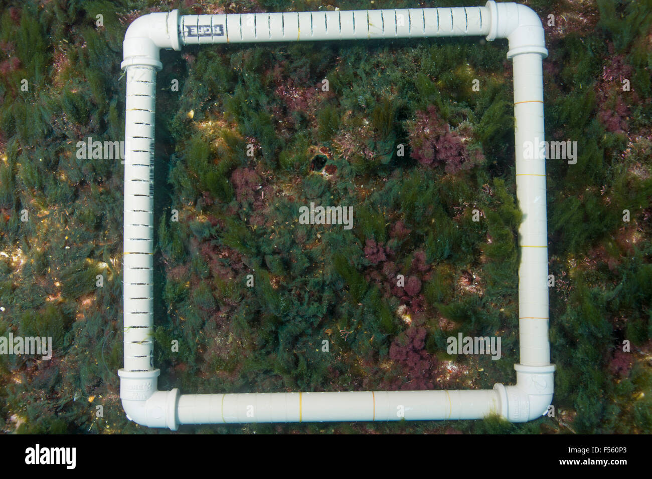 Méthode du quadrat Banque de photographies et d’images à haute ...