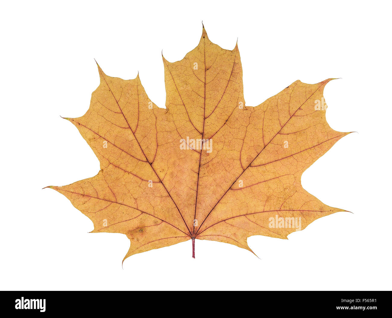 Feuille erable fond blanc Banque de photographies et d’images à haute ...