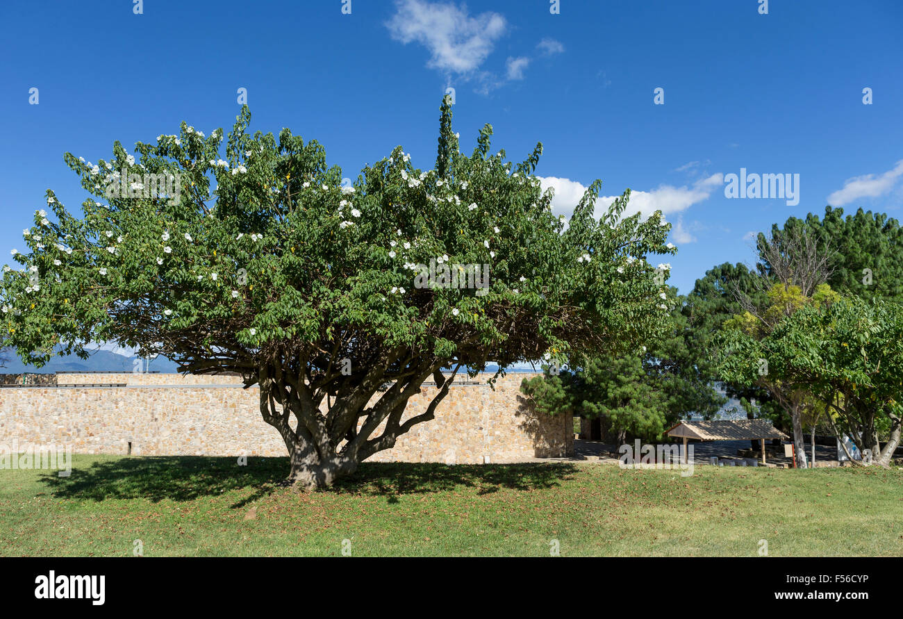 Arbre de casahuate Banque de photographies et d’images à haute ...