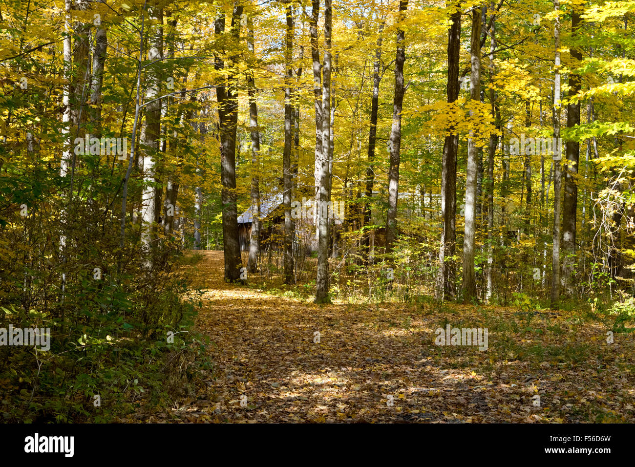 Feuillage d'automne et cabane à sucre Banque de photographies et d ...
