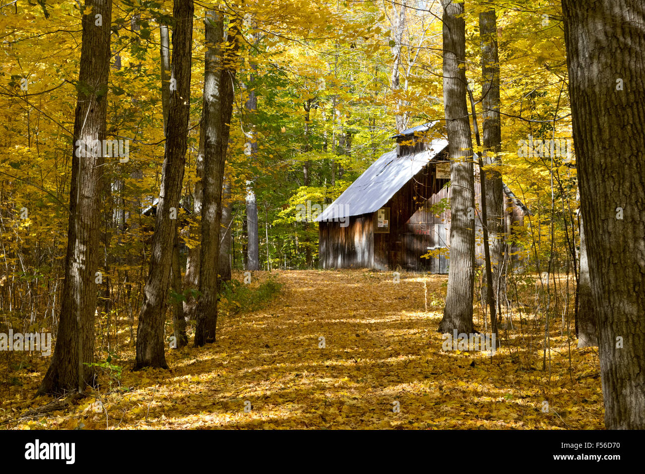 Feuillage d'automne et cabane à sucre Banque de photographies et d ...