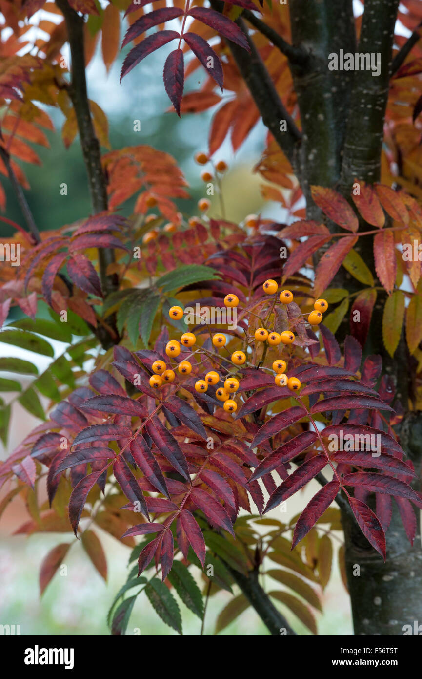 Sorbus aucuparia Banque de photographies et d’images à haute résolution ...