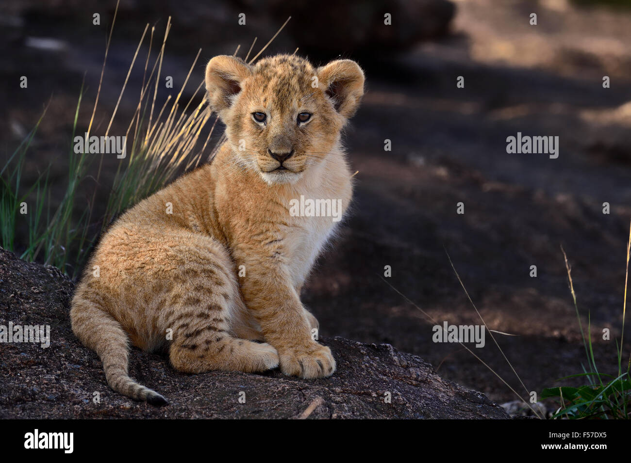 Lion cub Banque de photographies et d’images à haute résolution - Alamy
