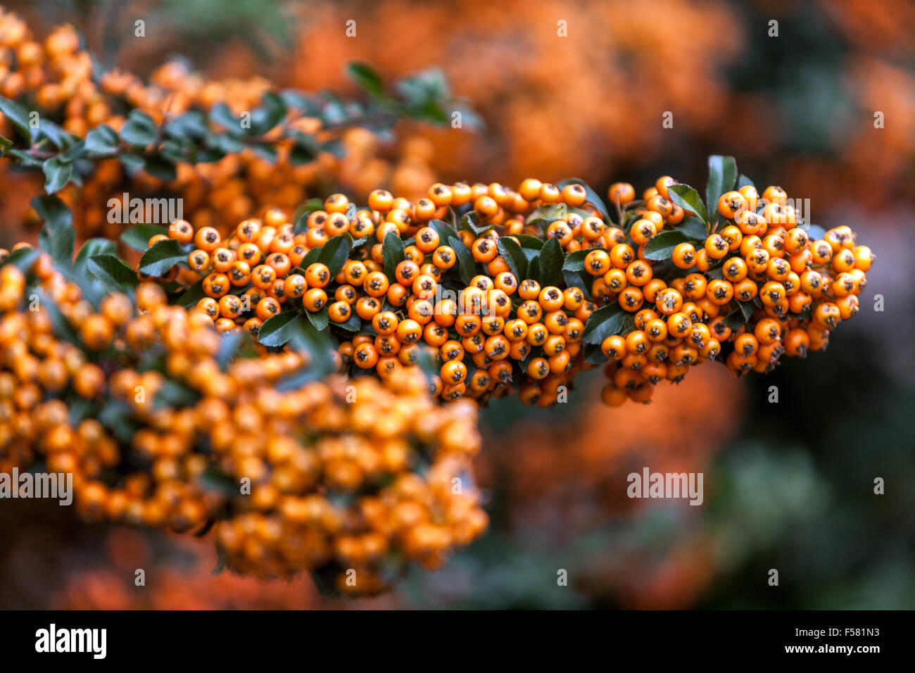 Baies jaunes pyracantha Banque de photographies et d’images à haute ...