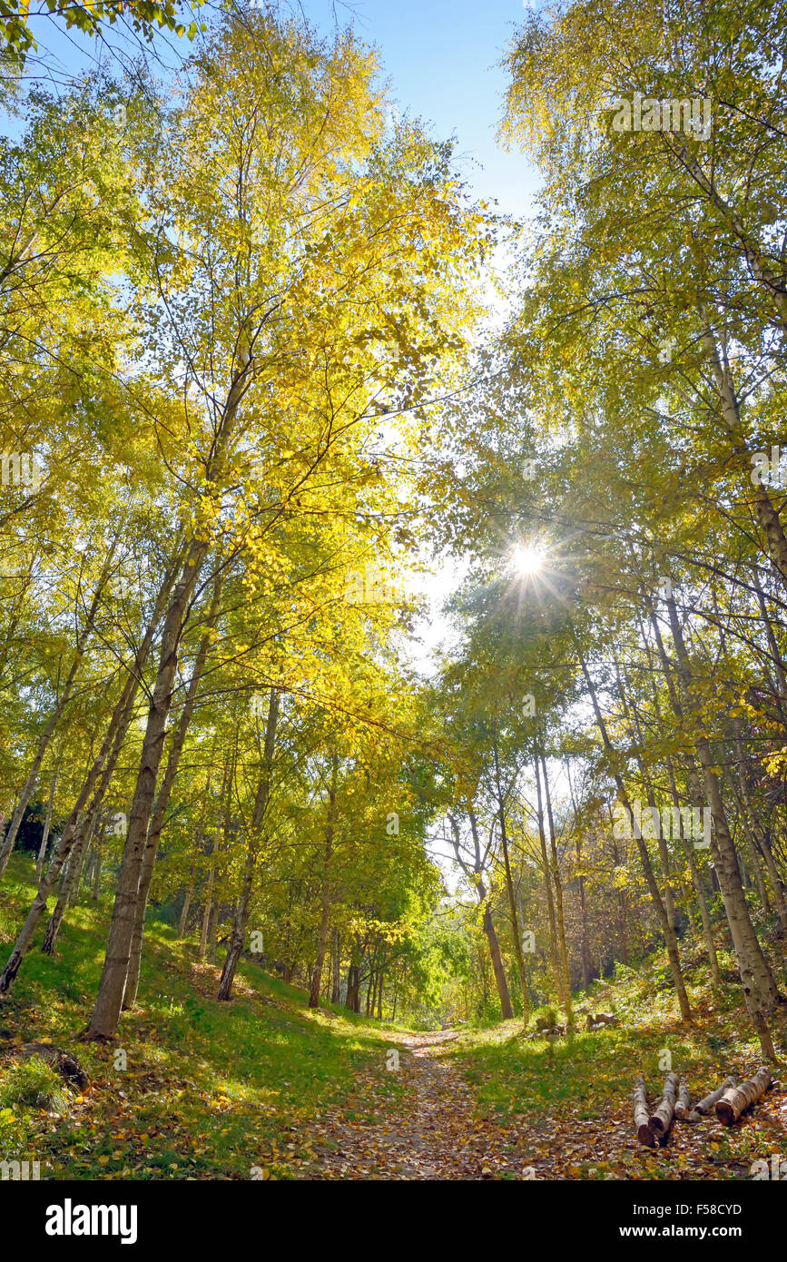 Chemin forestier en automne Banque de photographies et d’images à haute résolution - Alamy