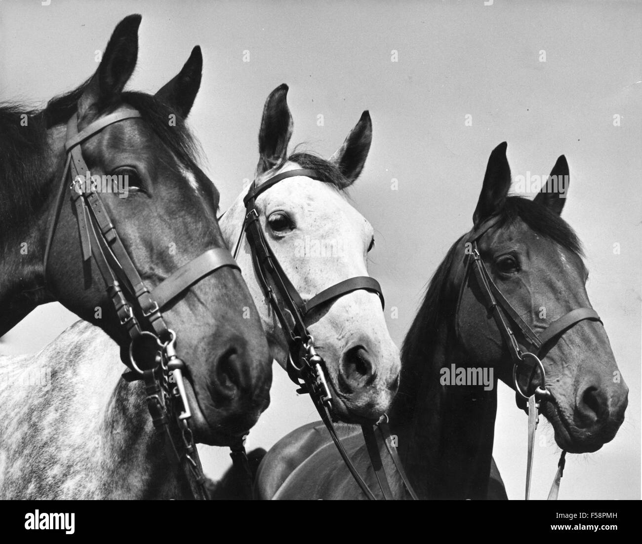 Trois chevaux Banque de photographies et d’images à haute résolution ...