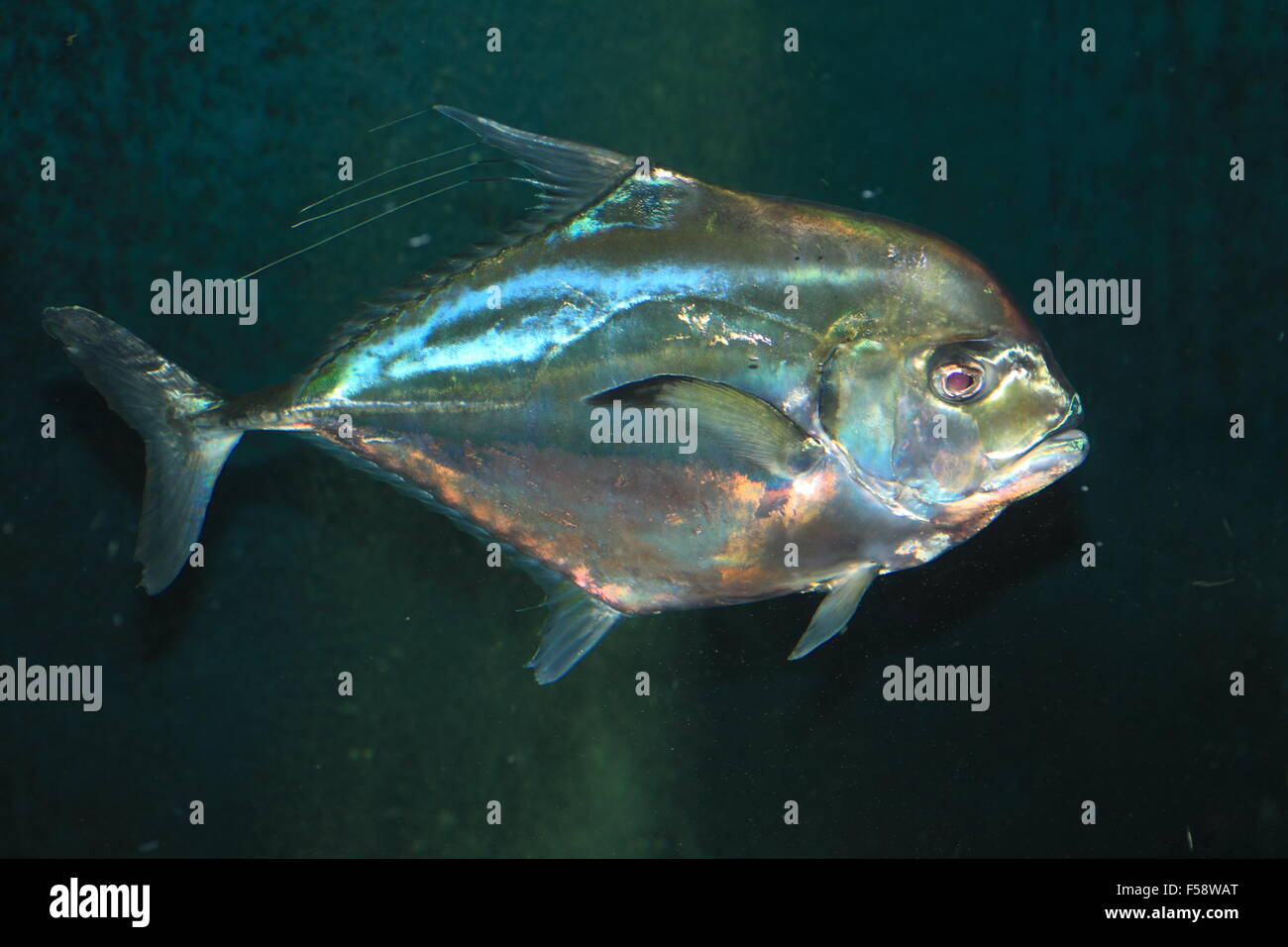 Pompano fish Banque de photographies et d’images à haute résolution - Alamy
