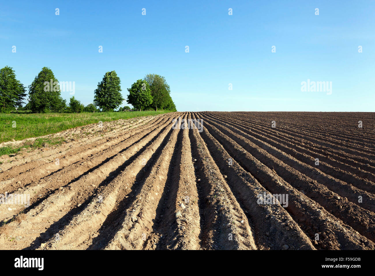 Champ de sillons de cultures de pommes de terre Banque de photographies ...