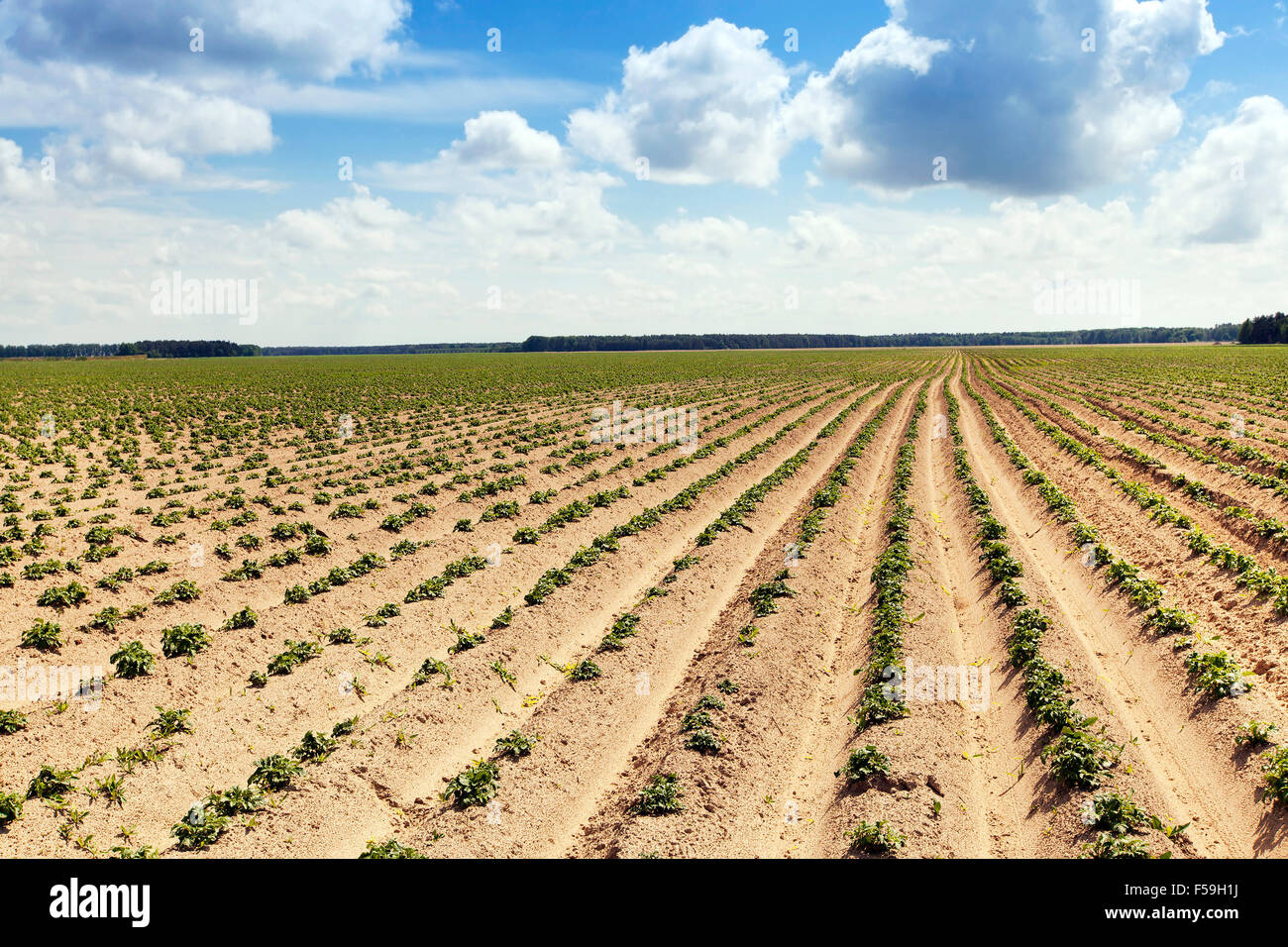 Champ de sillons de cultures de pommes de terre Banque de photographies ...