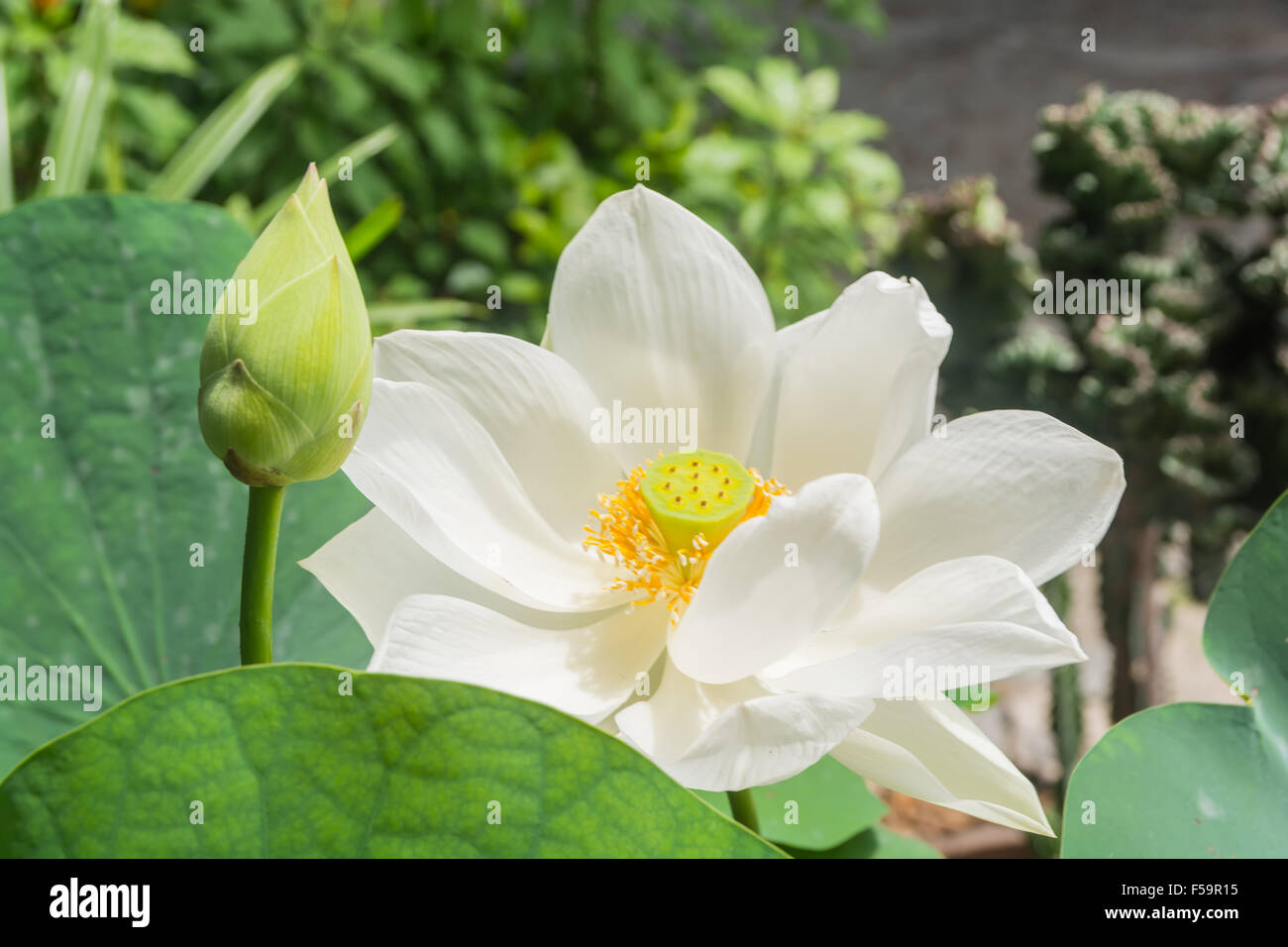 Fleur de lotus blanc Banque de photographies et d’images à haute ...