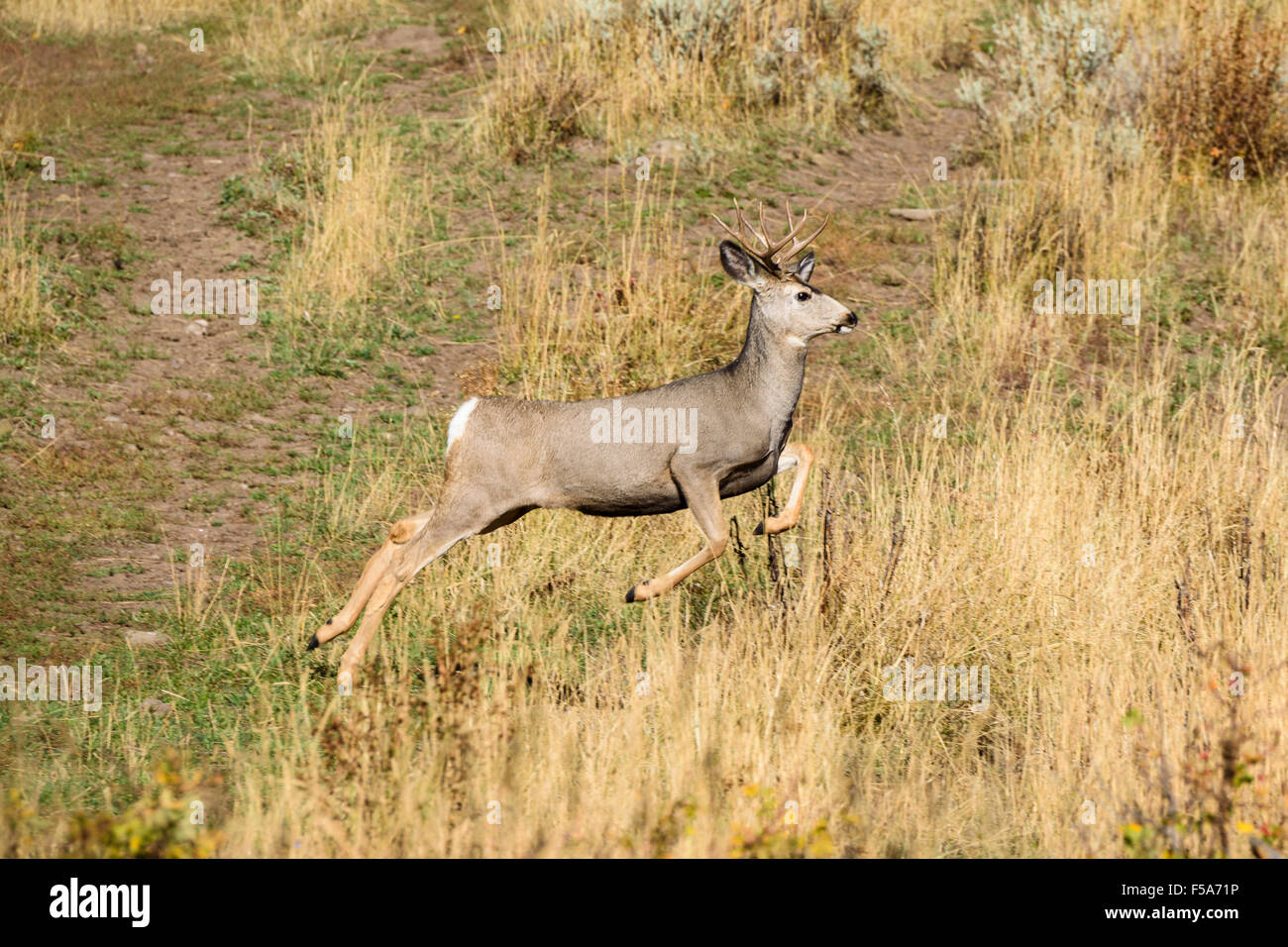 Cerf mulet odocoileus hemionus Banque de photographies et d’images à ...