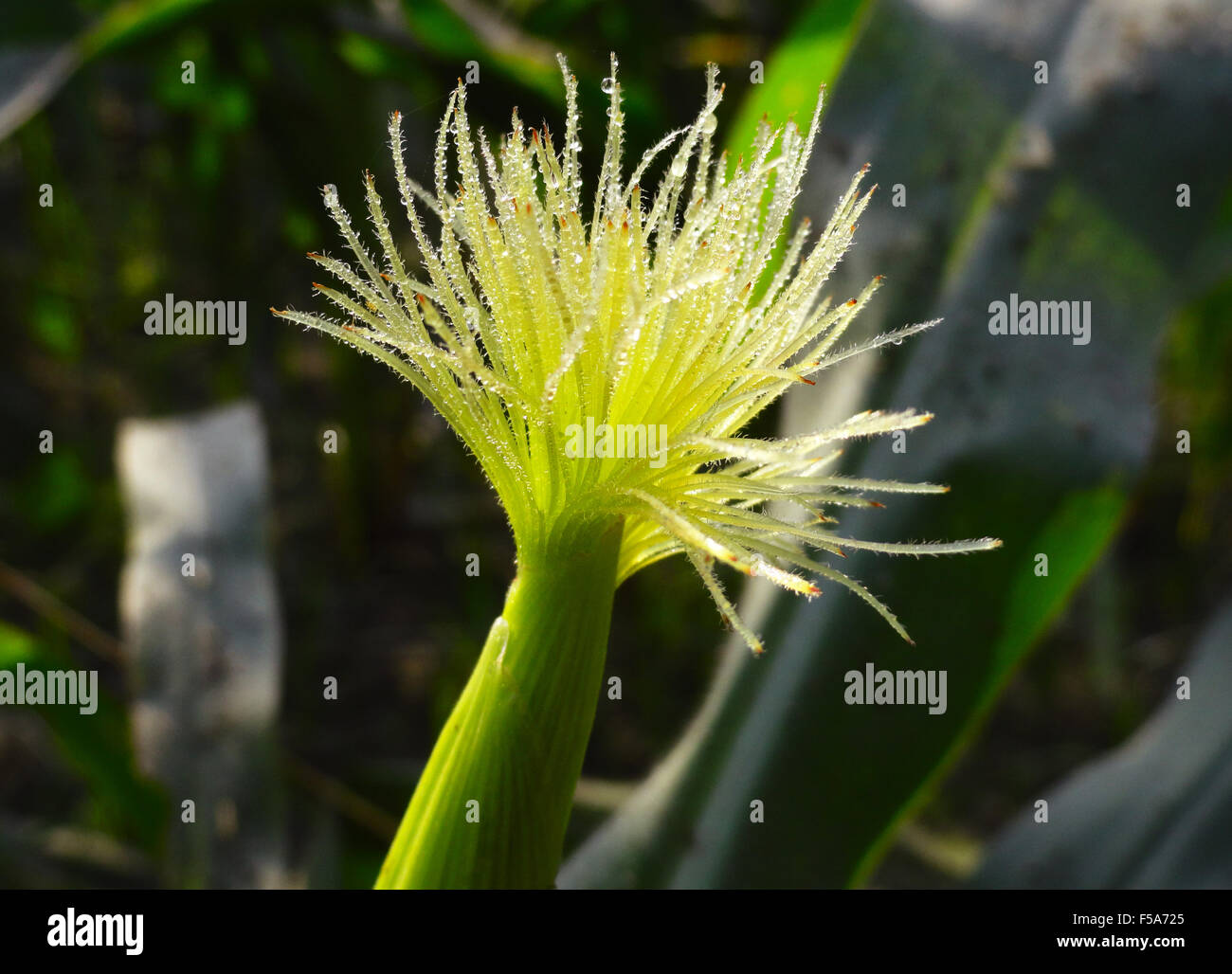 Plante de maïs Banque de photographies et d’images à haute résolution ...