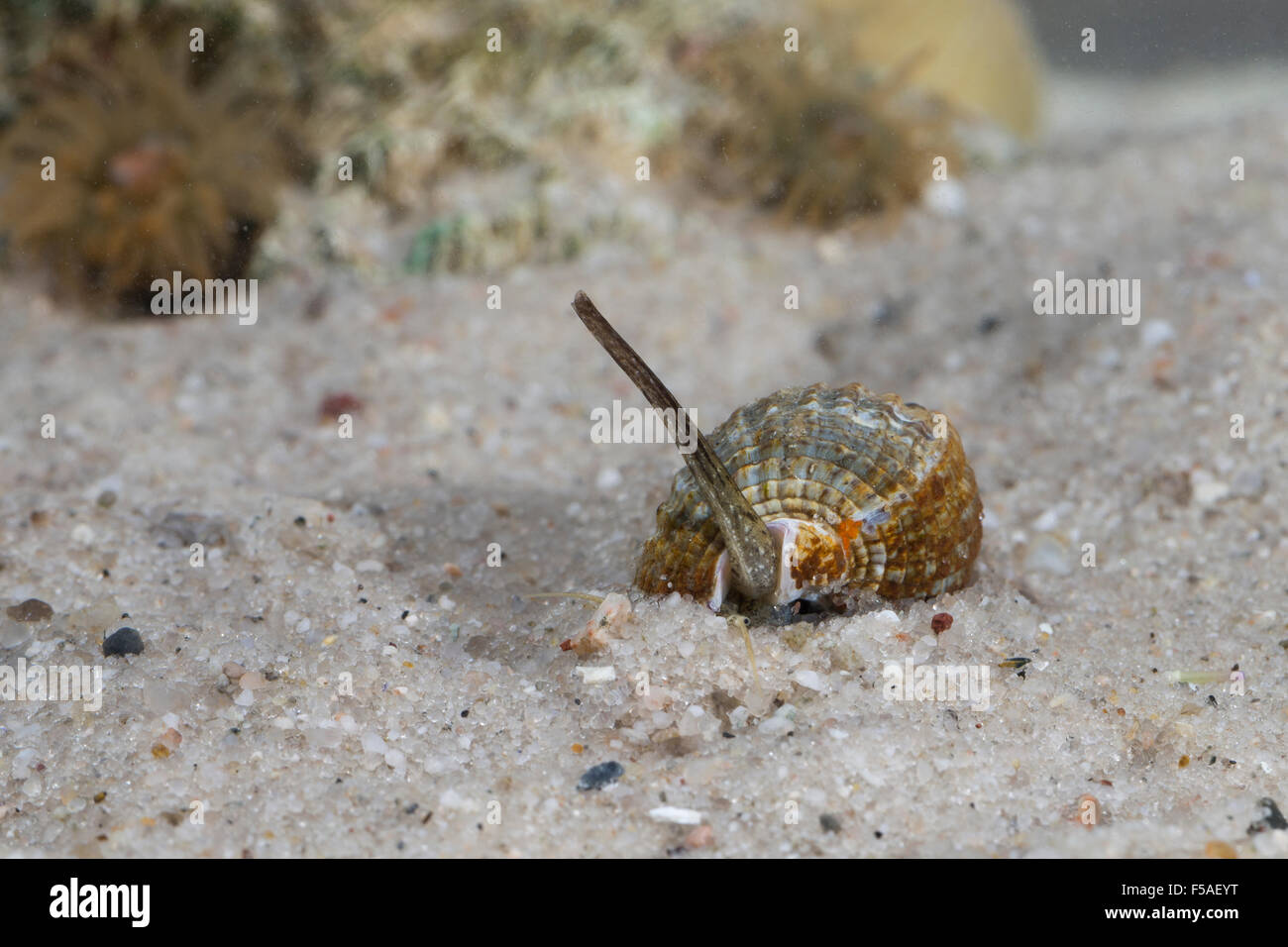 Hinia reticulata Banque de photographies et d’images à haute résolution ...