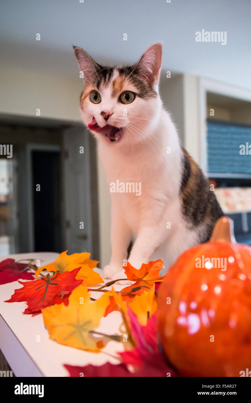 Décor humoristique Banque de photographies et d’images à haute ...