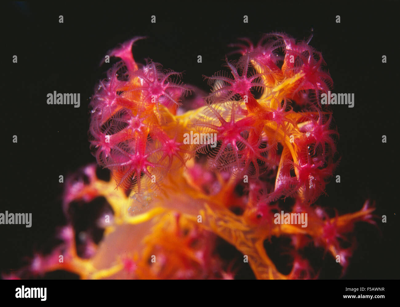 Polypes de corail Banque de photographies et d’images à haute ...