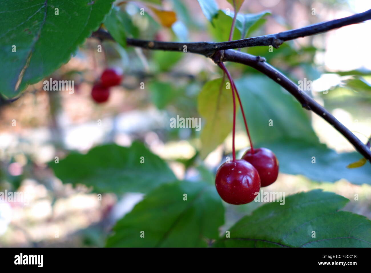Aronia rouge Banque de photographies et d’images à haute résolution - Alamy