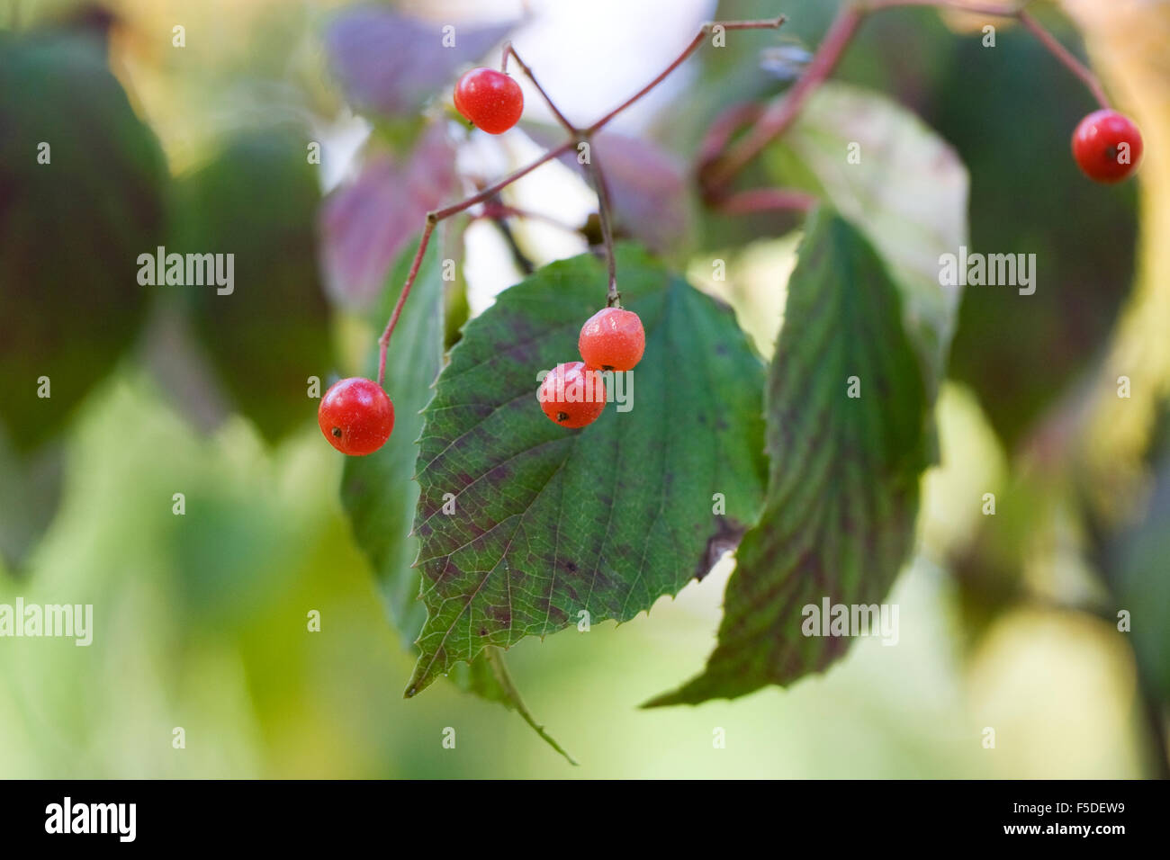 Arbustes d'automne Banque de photographies et d’images à haute ...