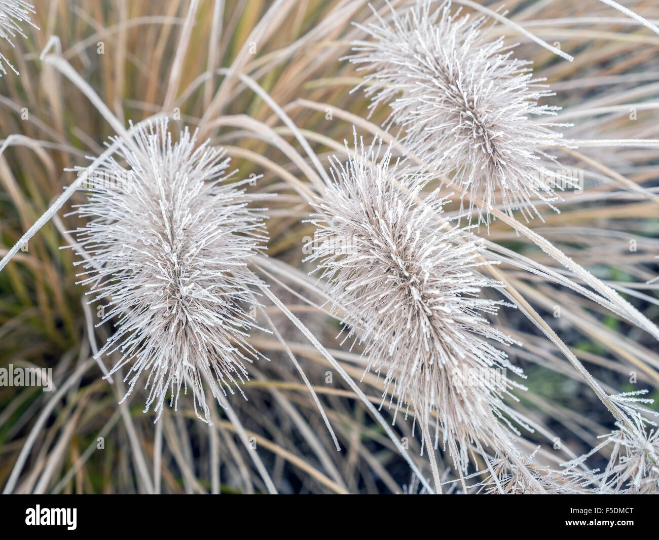Aristae de Pennisetum alopecuroides herbe couverte de matin givre Photo ...