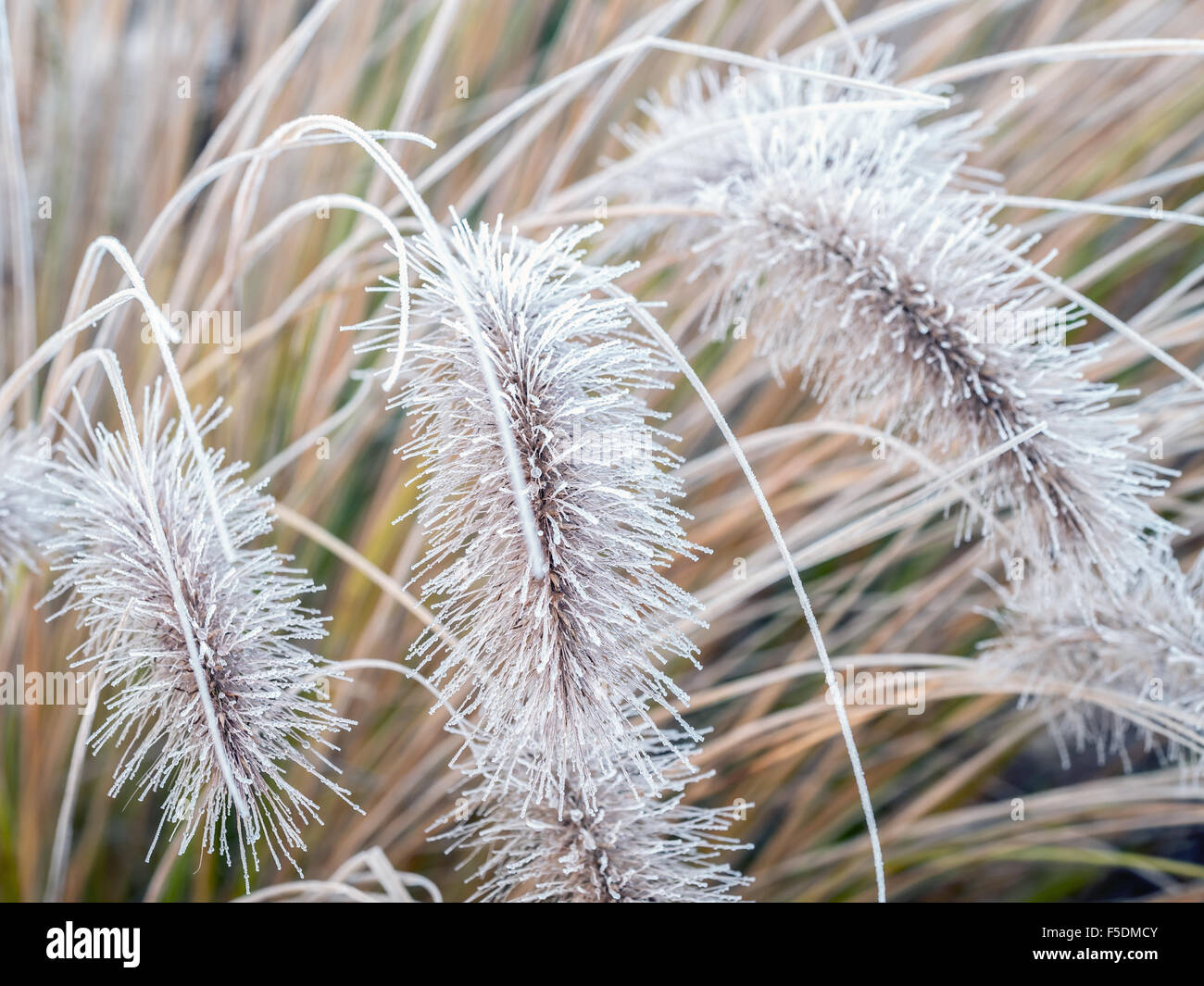 Aristae de Pennisetum alopecuroides herbe couverte de matin givre Photo ...