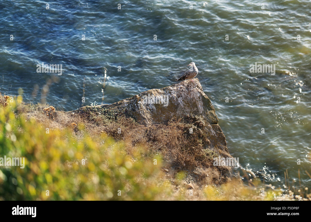 Vague sur un rocher Banque de photographies et d’images à haute ...