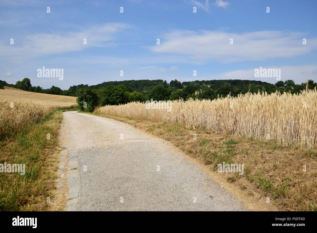 Images de champ de blé Banque de photographies et d’images à haute ...
