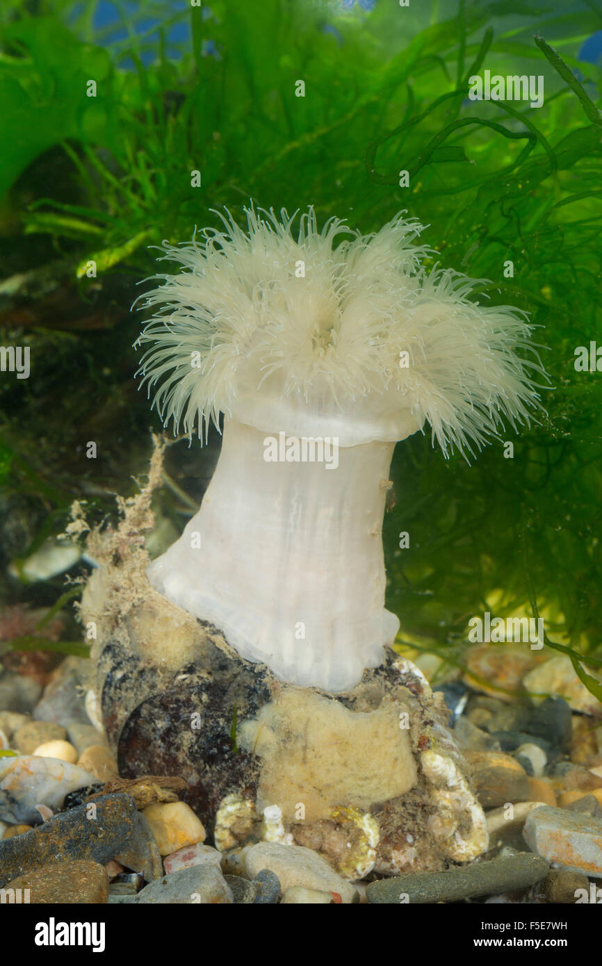 Plumose anemones Banque de photographies et d’images à haute résolution ...