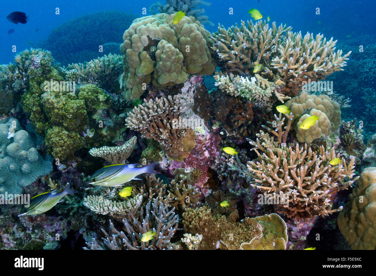 Barrière de corail nouvelle calédonie Banque de photographies et d ...