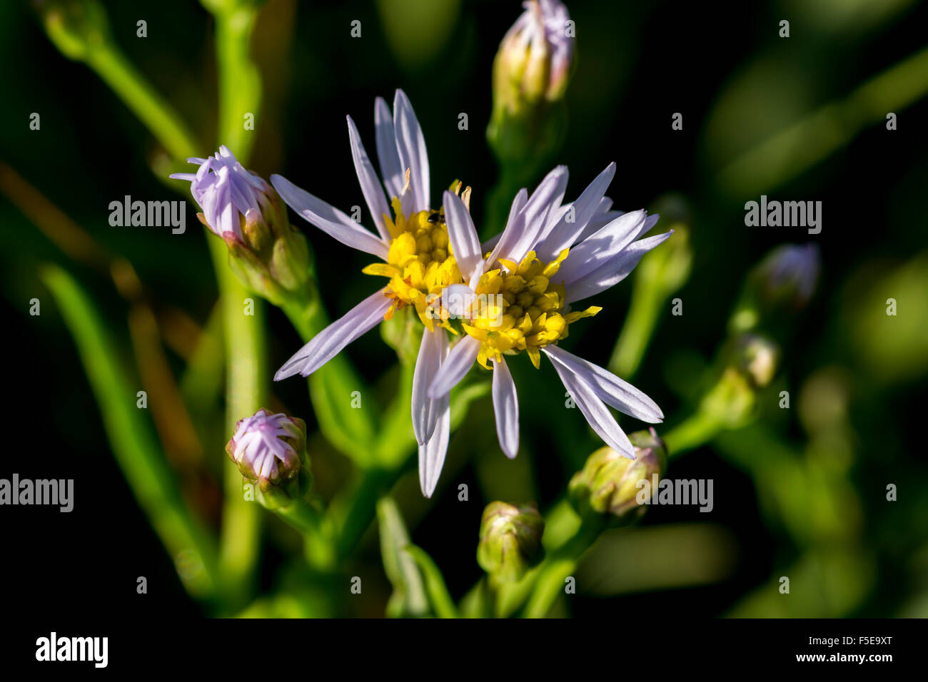 Sea aster aster tripolium Banque de photographies et d’images à haute ...