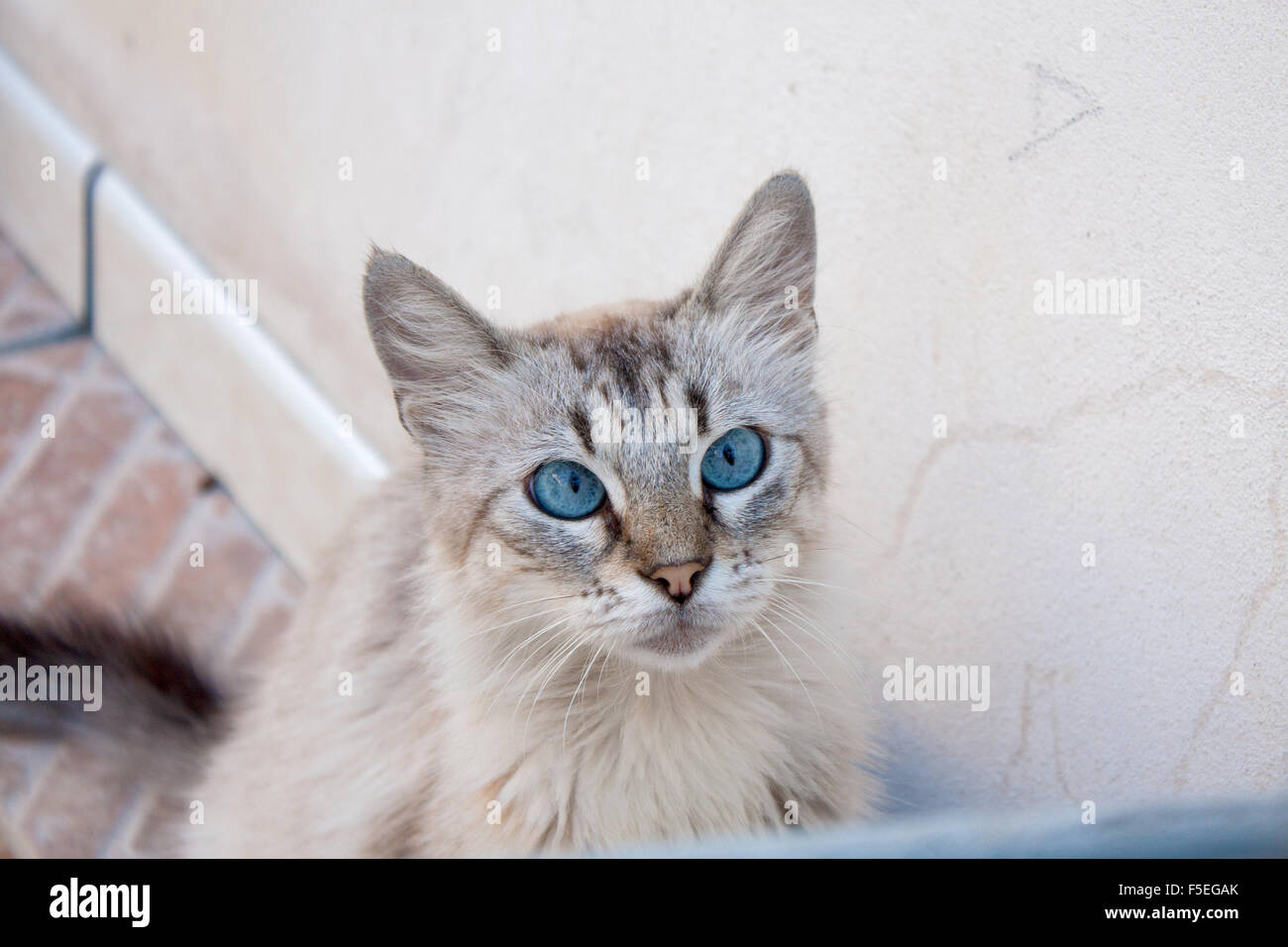Chat aux yeux bleus Banque de photographies et d’images à haute ...