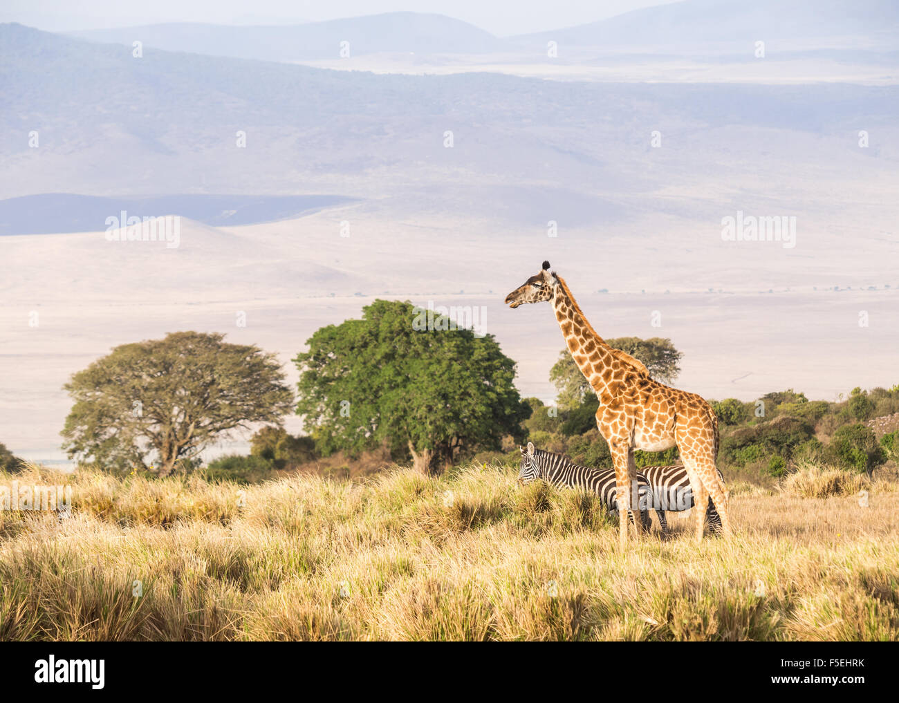 Faune de la tanzanie Banque de photographies et d’images à haute ...