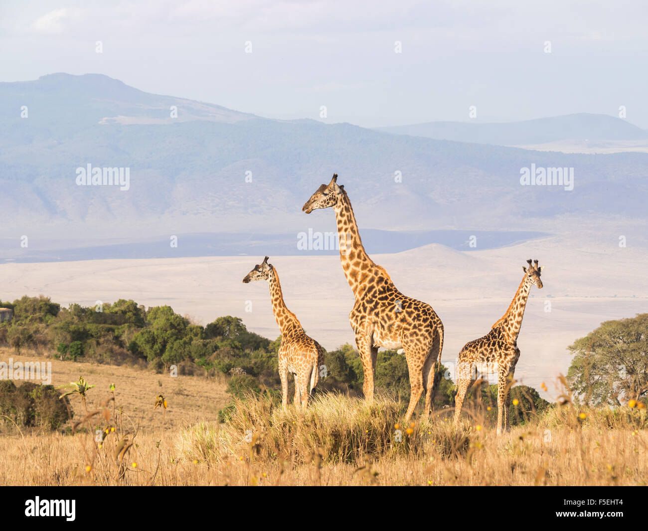 Faune de la tanzanie Banque de photographies et d’images à haute ...