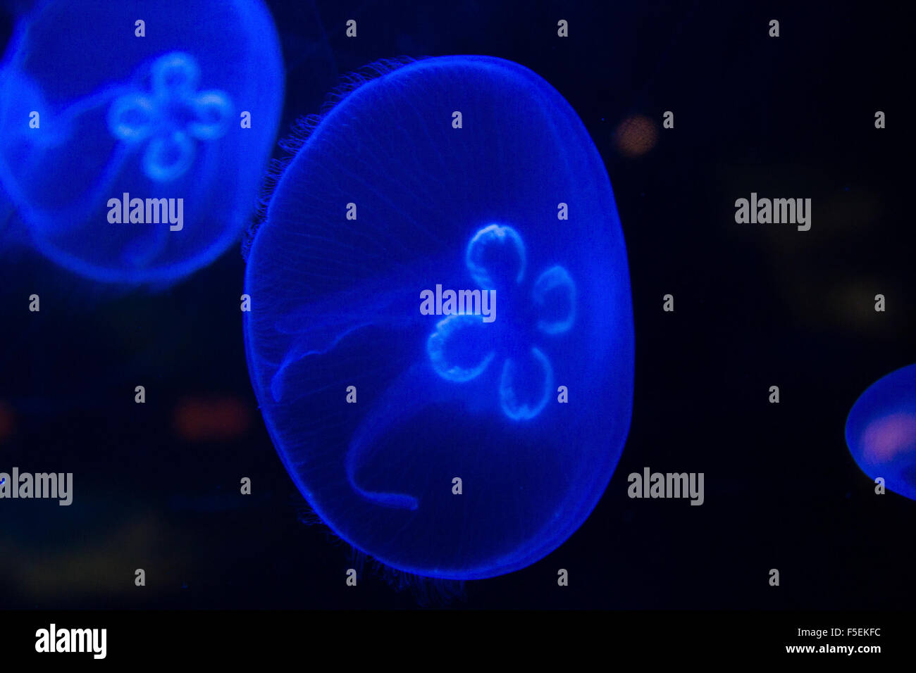 Méduse aurelia aurita Banque de photographies et d’images à haute ...