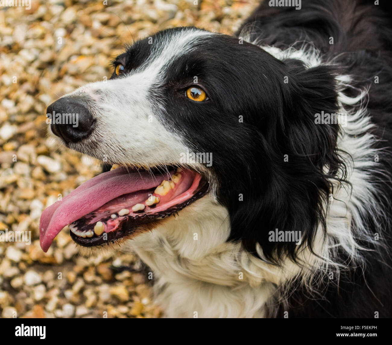Chien border collie Banque de photographies et d’images à haute ...