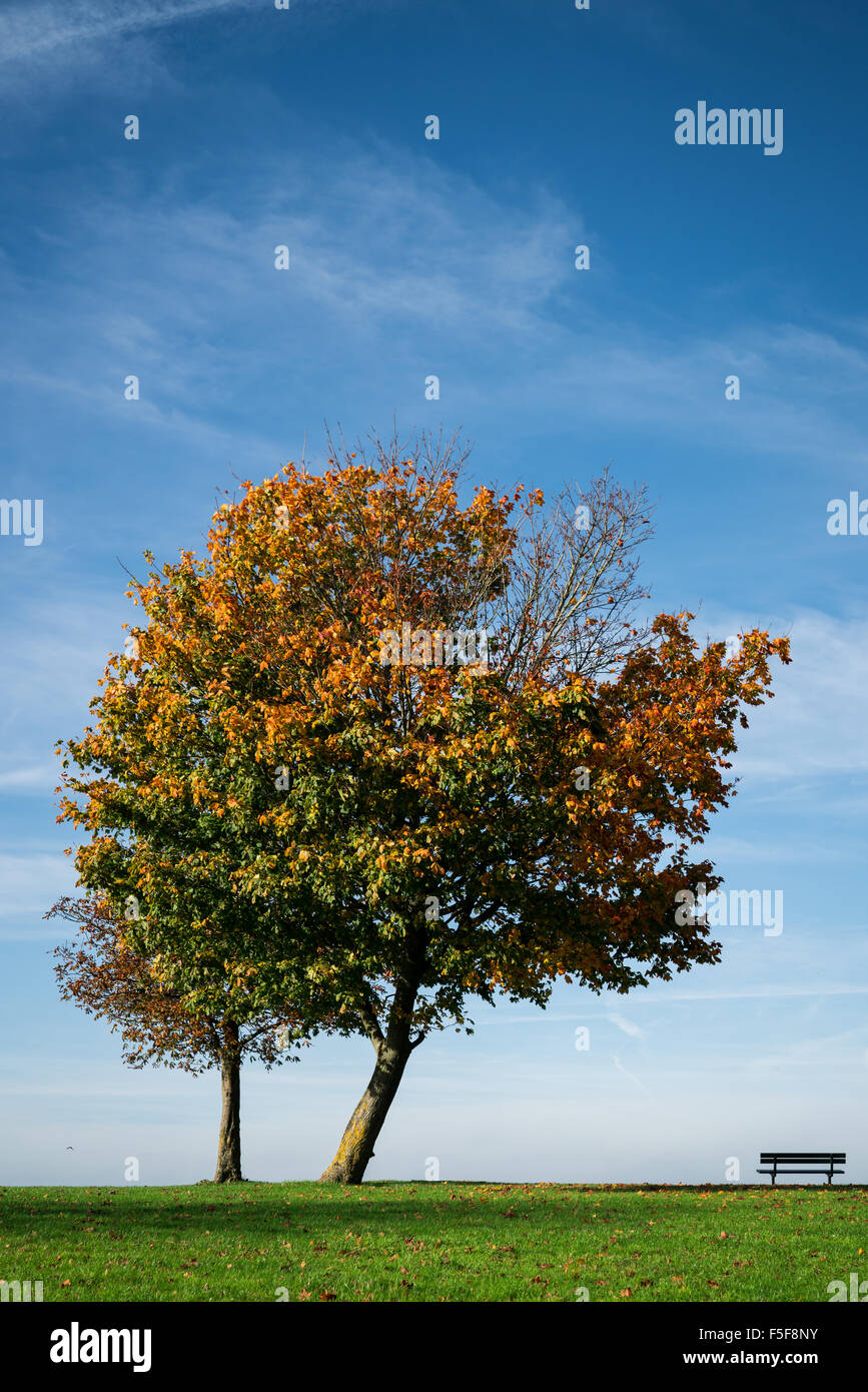 Arbre debout sur une colline Banque de photographies et d’images à ...