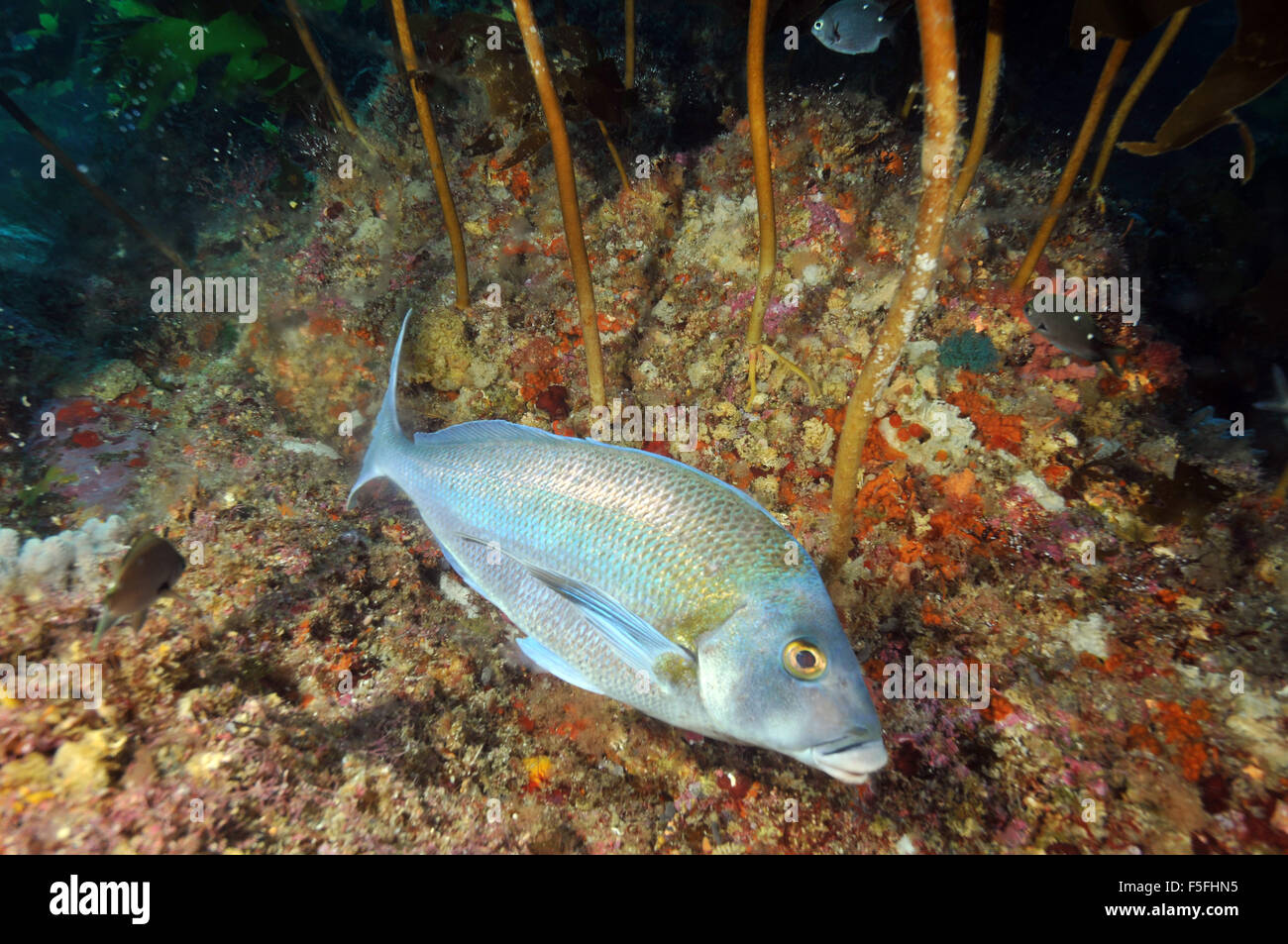 Nemadactylus douglasii Banque de photographies et d’images à haute ...