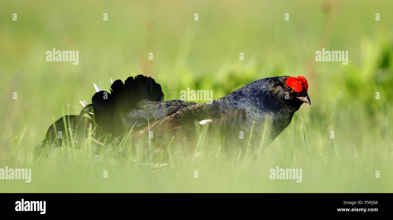 Birkhuhn, tétras [Tetrao tetrix], [blackgame lyrurus tetrix). Portrait ...