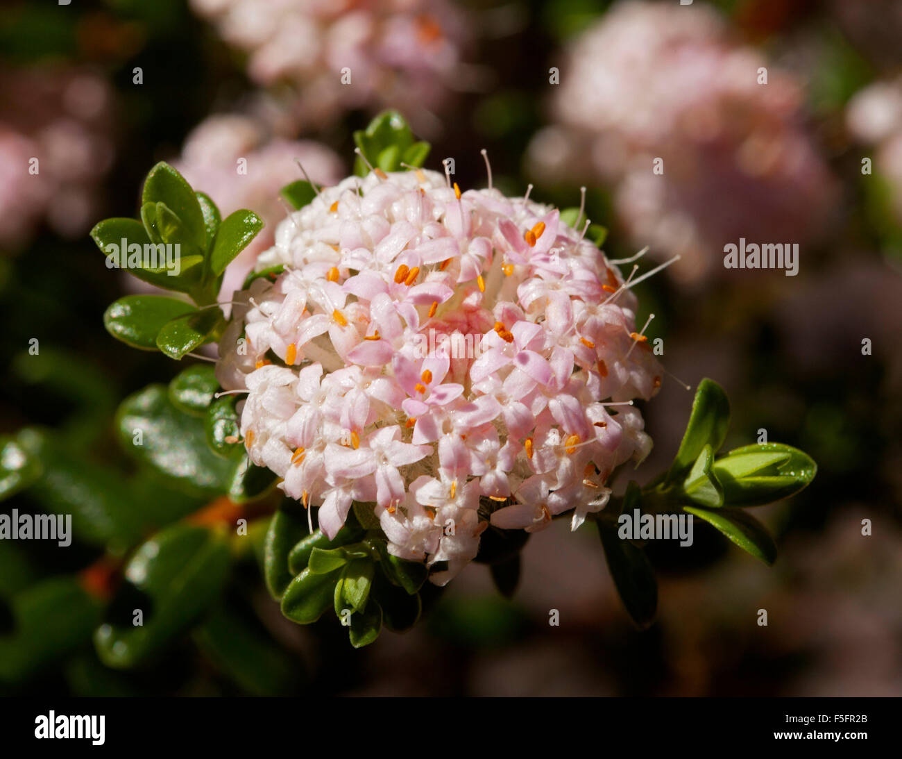 Fleurs en grappes Banque de photographies et d’images à haute ...