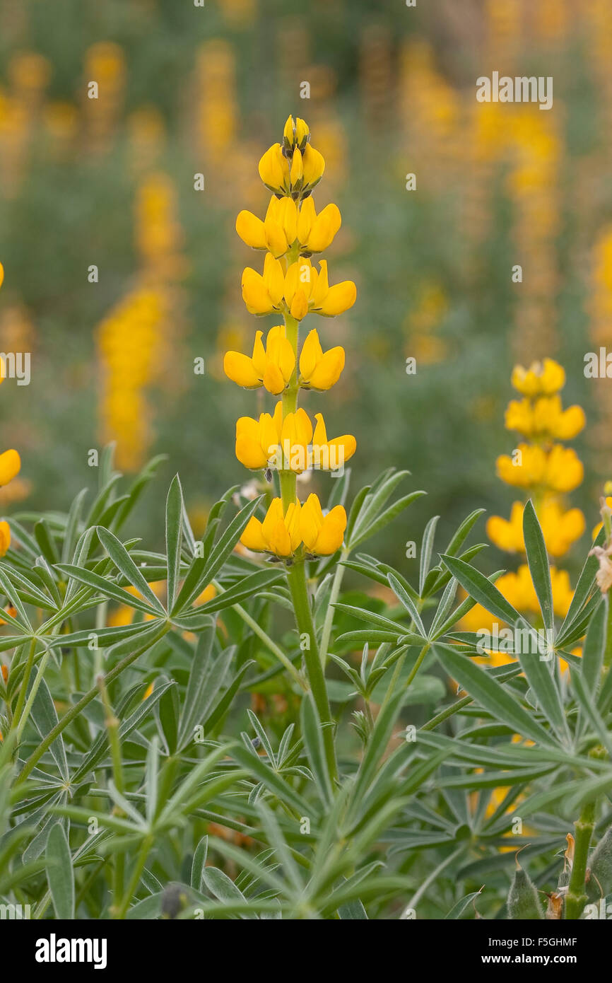 Jaune annuel-lupin, lupin jaune européenne, Lupin jaune, Gelbe Lupin ...