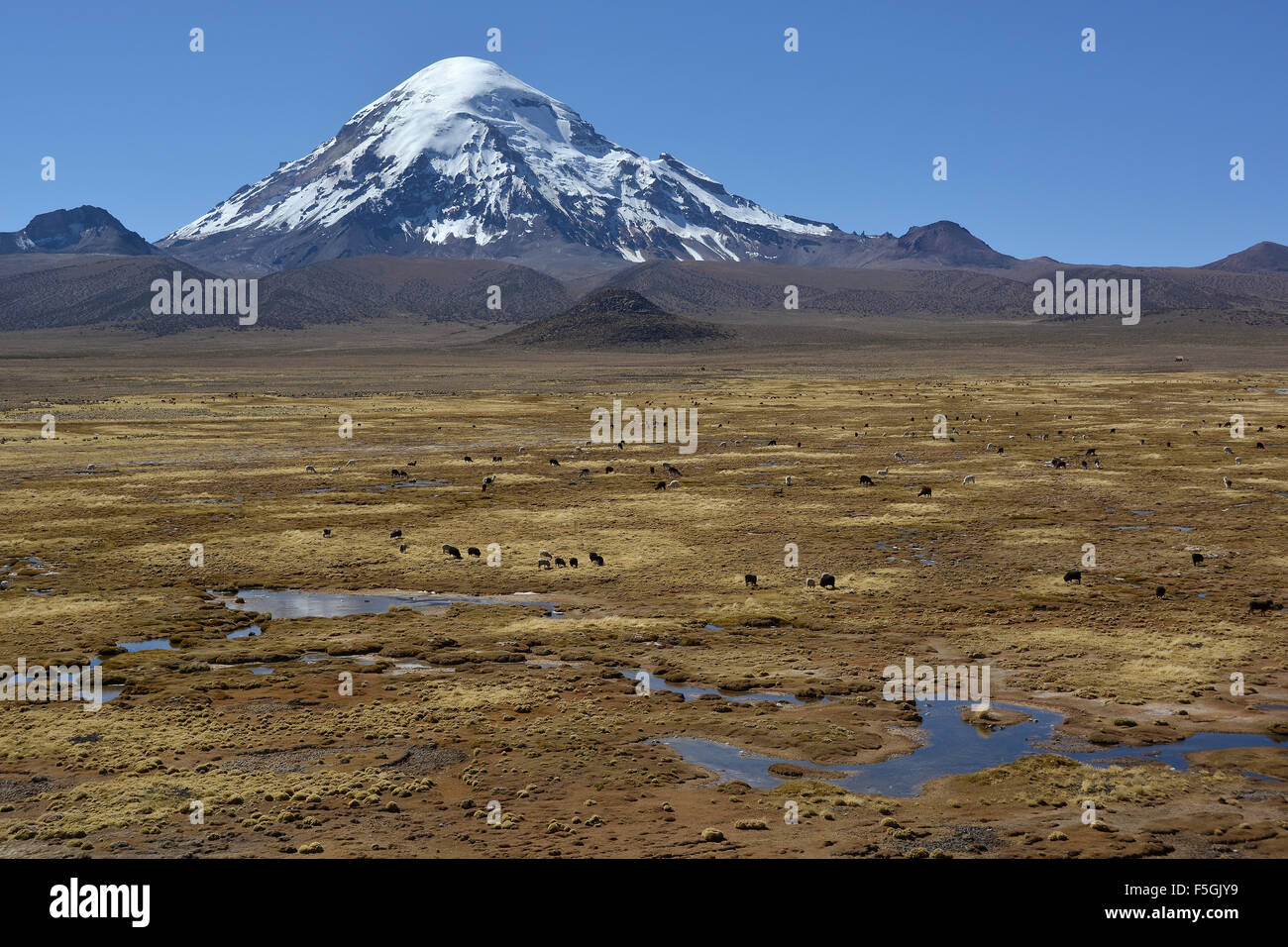Volcan sajama et lamas (lama glama), le parc national de Sajama, Oruro ...